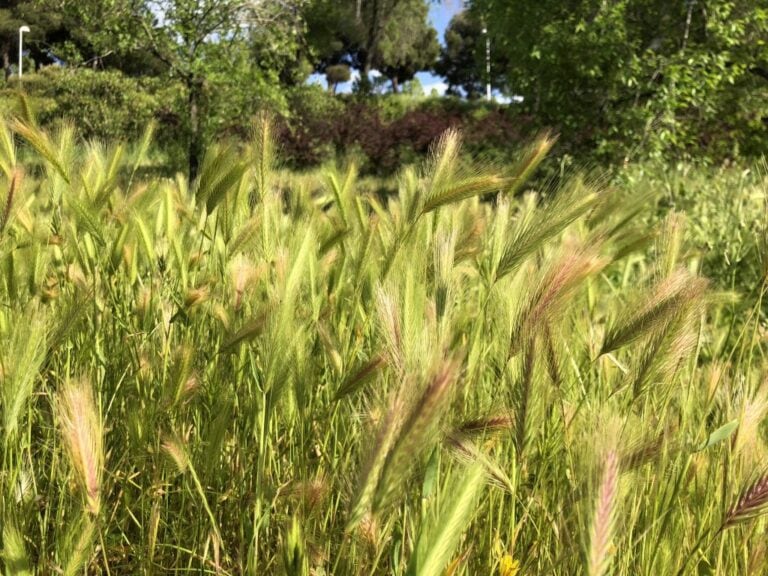 Espigas: su peligro con el buen tiempo – Dogpoint